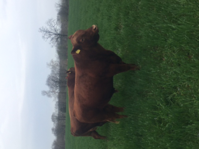 Advantages and disadvantages of red angus cattle | Spring Hills Ranch LLC